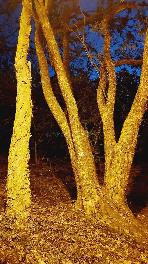 Golden Trees at the Night Looks Nice Stock Photo - Image of nice ...