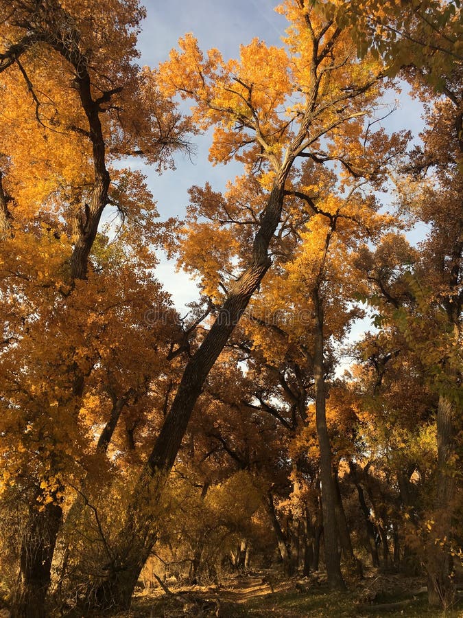 Golden trees stock photo. Image of serene, outdoors - 186894548