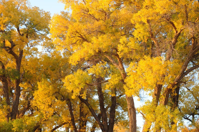 Golden trees stock image. Image of chinese, golden, desolate - 31147943