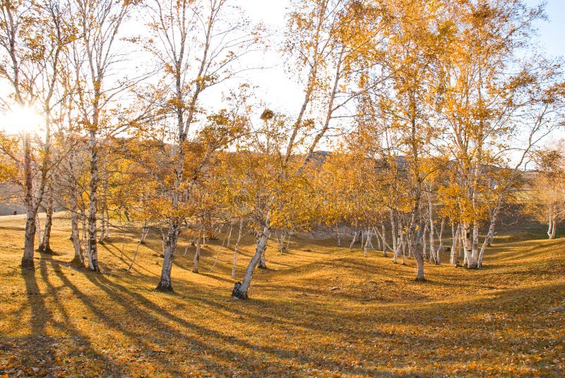 Golden trees in sunset stock image. Image of orange, wood - 11219597