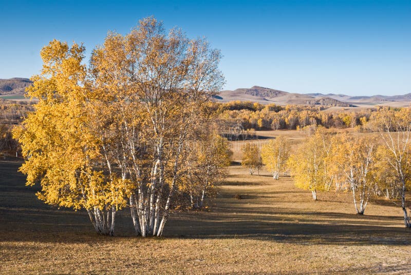 Golden trees in sunset stock photo. Image of landscape - 11219602