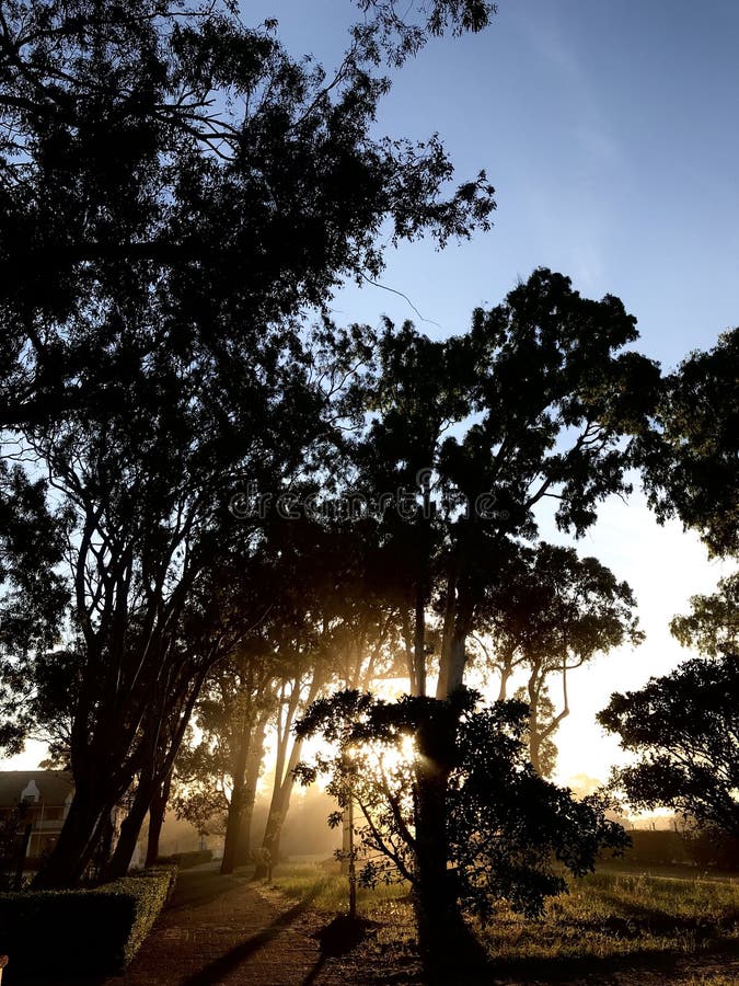 Golden trees stock photo. Image of settingsun, trees - 171204436