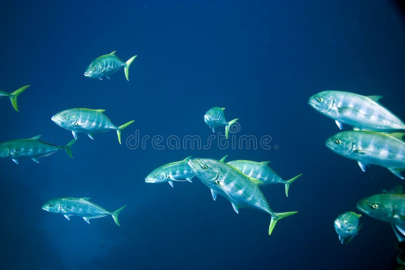 Golden trevally stock image. Image of marine, golden - 10710665