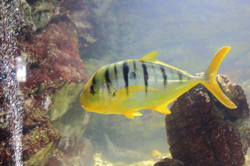Golden trevally stock image. Image of king, trevally - 70499629