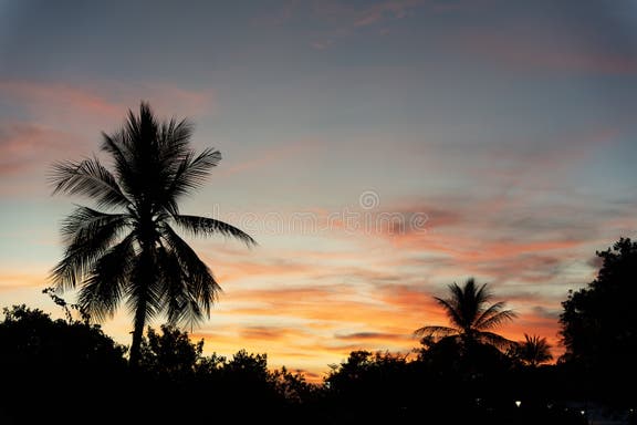 Golden Tropical Sunset in Darwin Stock Photo - Image of dusk, coconut ...