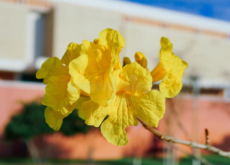 Golden Trumpet Flower stock image. Image of bright, floral - 174815011