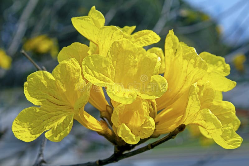 Golden Trumpet Tree, Handroanthus Chrysanthus Stock Image - Image of ...