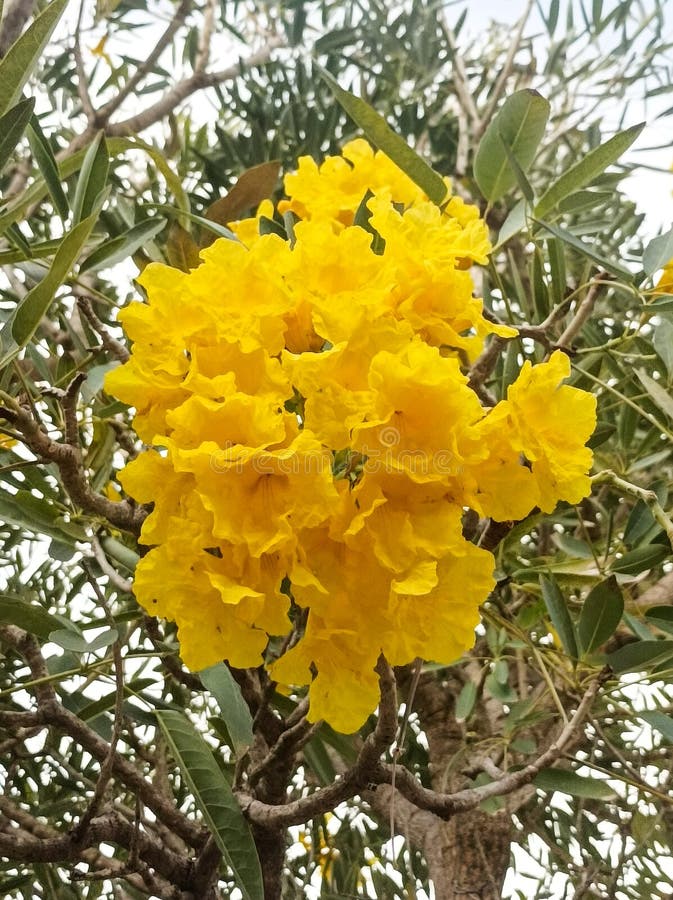 Golden Trumpet Tree with Golden Yellow Flowers Stock Photo - Image of ...