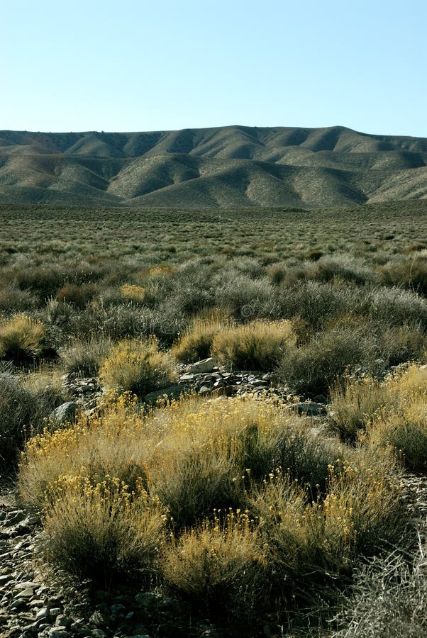 Golden Tumbleweeds stock photo. Image of landscape, field - 2150214