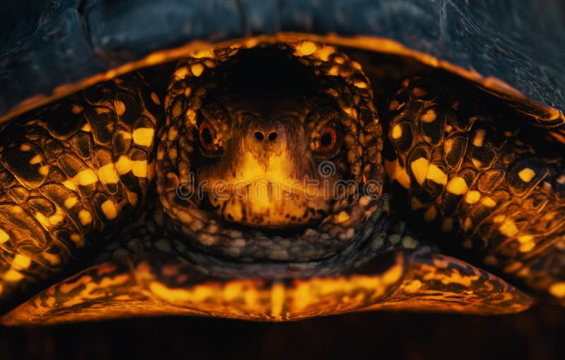 Golden Turtle Sculpture in Wat Pha Nam Yoi Thailand Stock Photo - Image ...