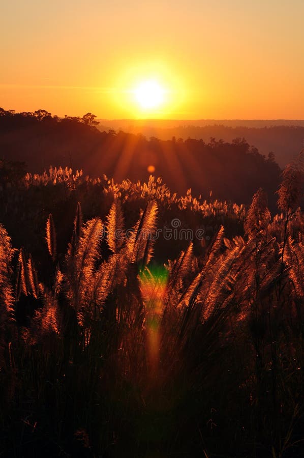 Golden valley stock photo. Image of golden, field, evening - 36620378