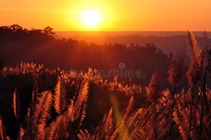 Golden valley stock photo. Image of grass, grassy, autumn - 36693500