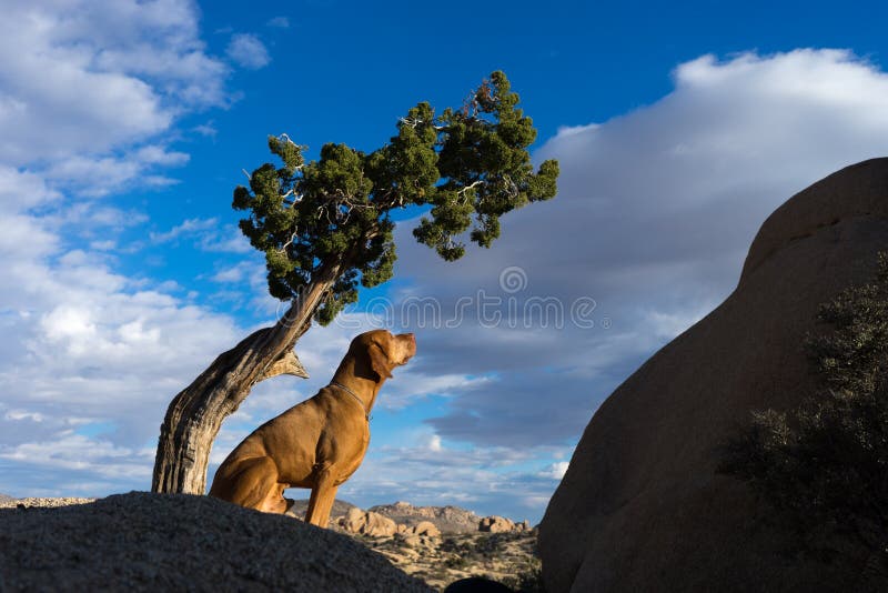 Golden Vizsla Dog Sitting Under Tree Stock Image - Image of sitting ...