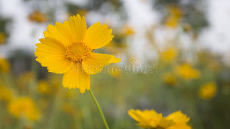 Golden wave flower stock photo. Image of sunlight, blue - 108994876
