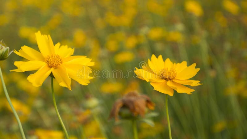 Golden wave flower stock image. Image of plant, wildflower - 108994847