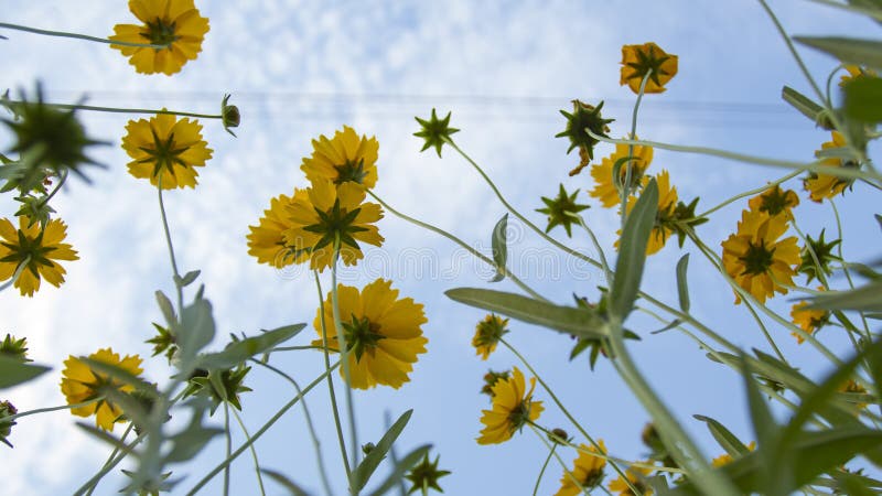 Golden wave flower stock image. Image of golden, subshrub - 108994849