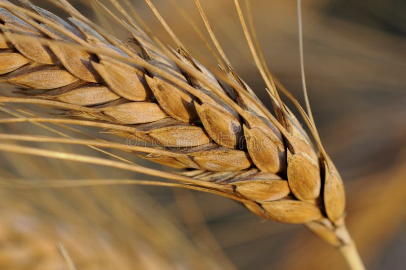 Golden weat stock photo. Image of healthy, natural, grow - 15115292