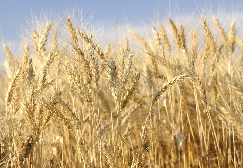 Golden weat meadow stock photo. Image of wheat, background - 19851144