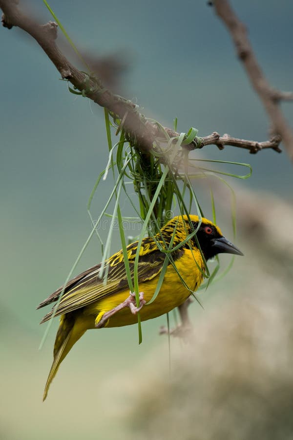 Golden Weaver bird stock photo. Image of green, yellow - 17588472