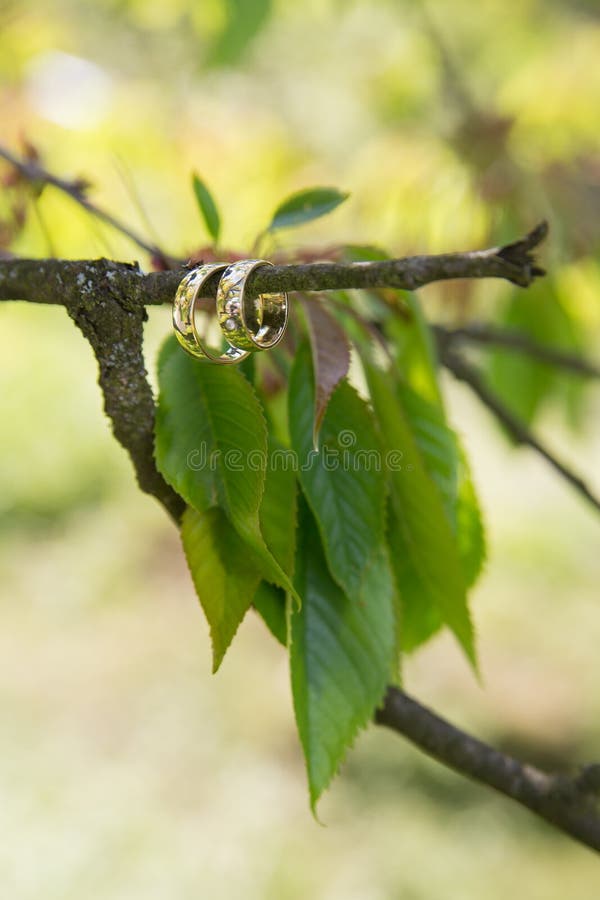 Golden Wedding Rings Hung on a Branch of a Tree Stock Image - Image of ...