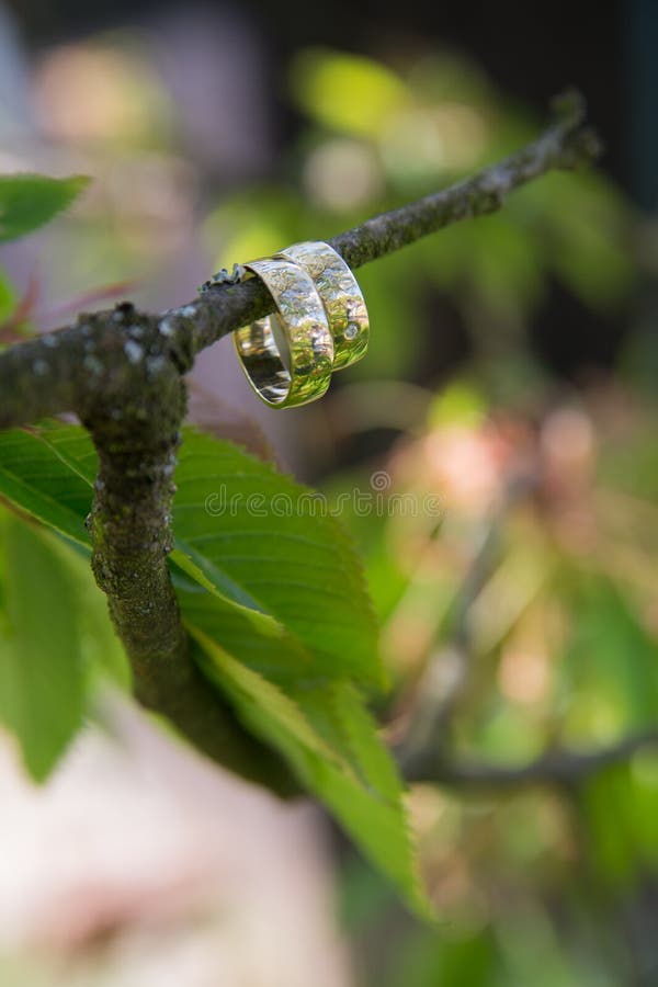 Golden Wedding Rings Hung on a Branch of a Tree Stock Image - Image of ...