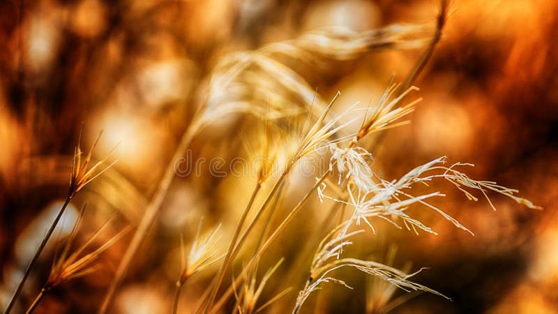 Dry Golden Weeds in a Field. Isolated. Stock Image - Image of outside ...
