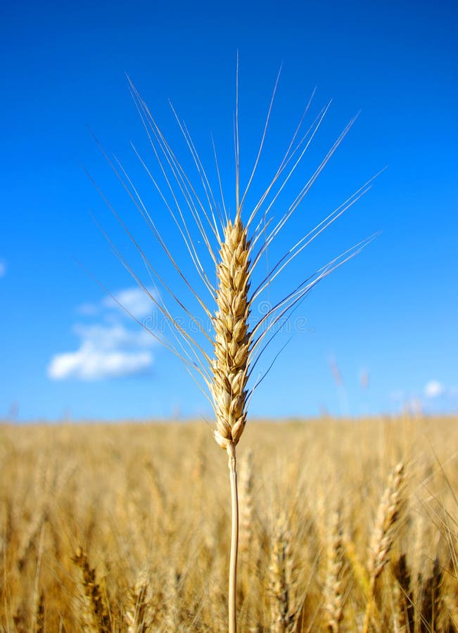 Golden wheat stock photo. Image of wheat, field, plant - 11417332