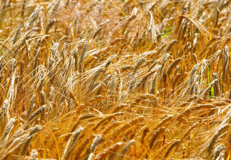 Golden Wheat in a Farm Field Stock Image - Image of health, blue: 14881371