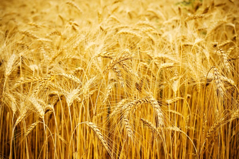Golden wheat stock image. Image of agriculture, country - 15285067