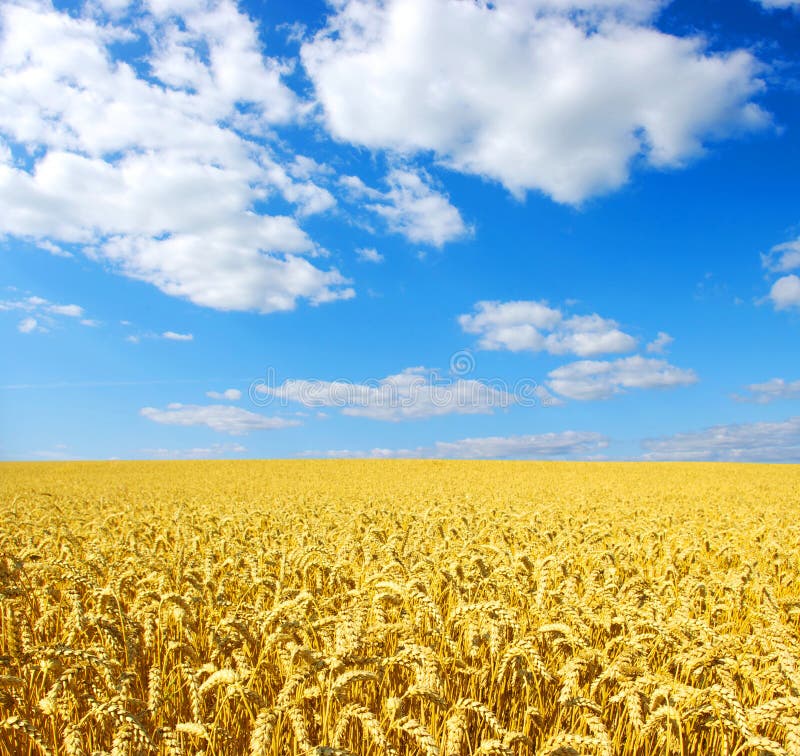 Golden wheat stock image. Image of corn, barley, crop - 16670463