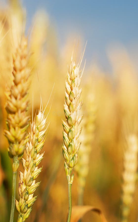 Golden wheat stock photo. Image of crop, grow, seed, agriculture - 23947906