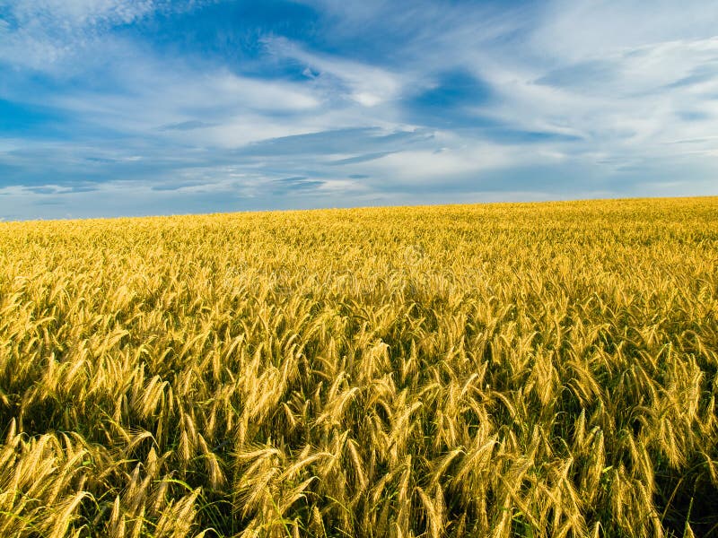 Golden Wheat stock image. Image of cultivate, health, gold - 2697885