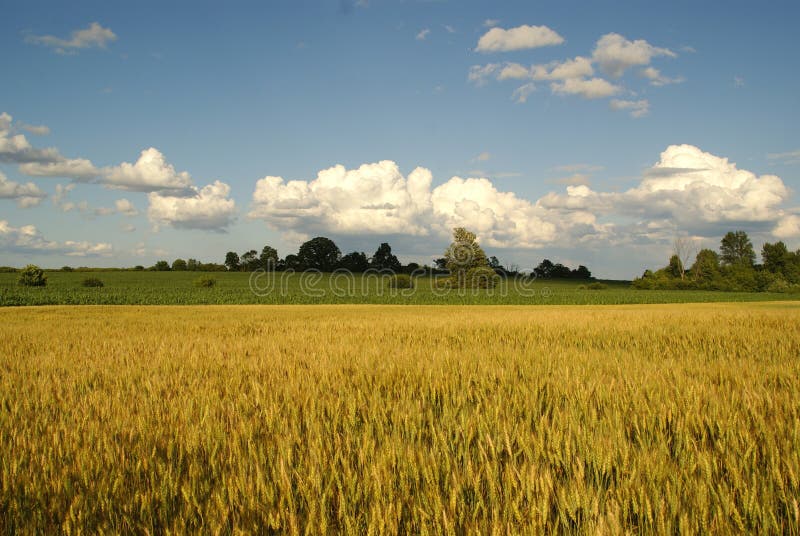 Golden wheat stock photo. Image of farm, landscape, solitude - 2789446
