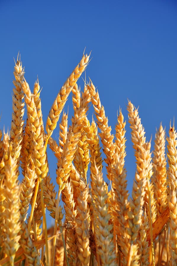 Golden wheat field stock photo. Image of bread, agriculture - 59172408