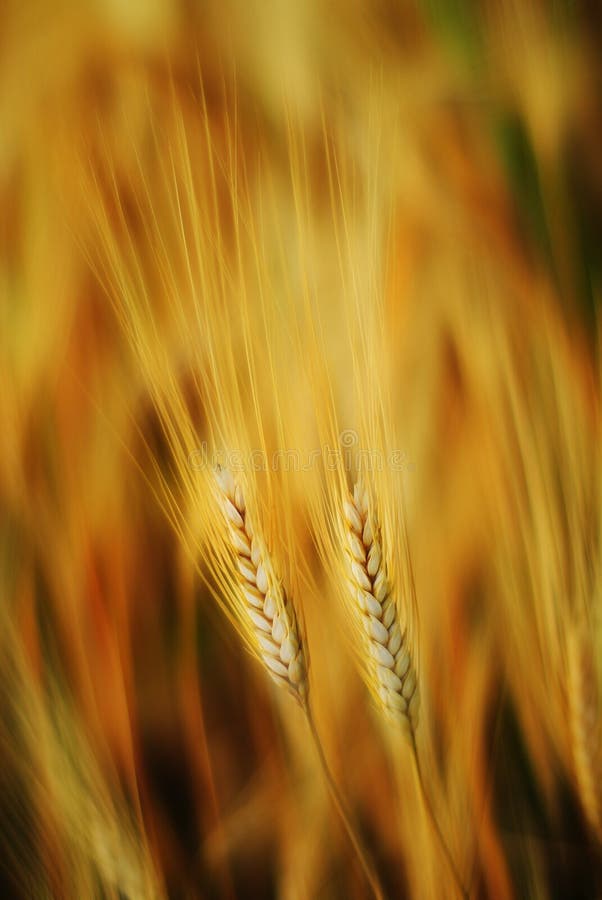 Golden wheat stock photo. Image of farm, forage, growth - 5858008