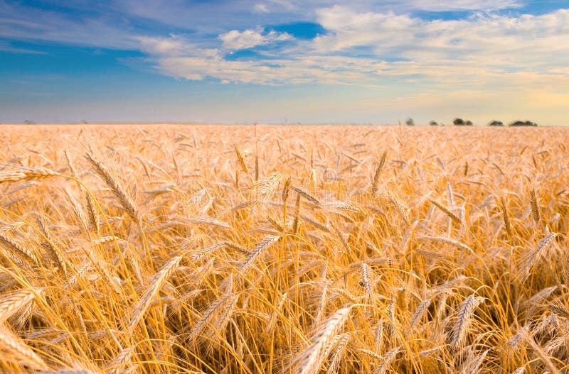 Golden Wheat Ready for Harvest Growing in a Farm Stock Photo - Image of ...