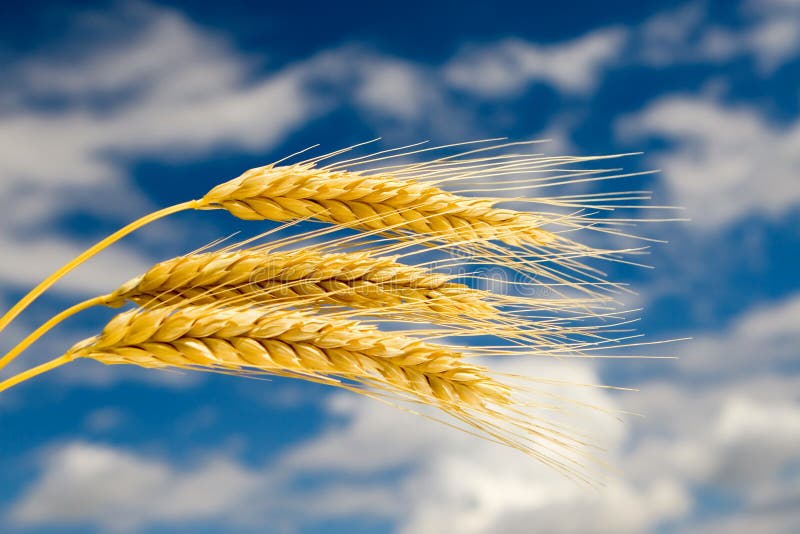 Golden wheat stock image. Image of cornfield, food, rural - 6481907