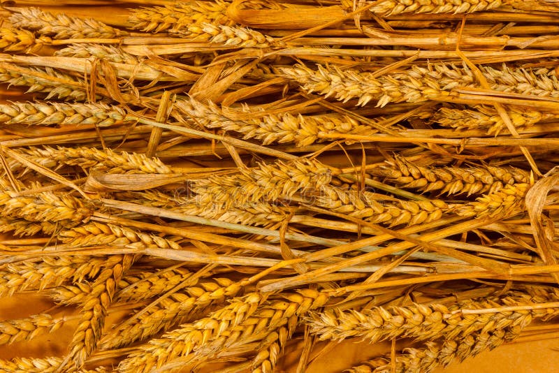 Golden wheat background stock image. Image of grain - 112400951