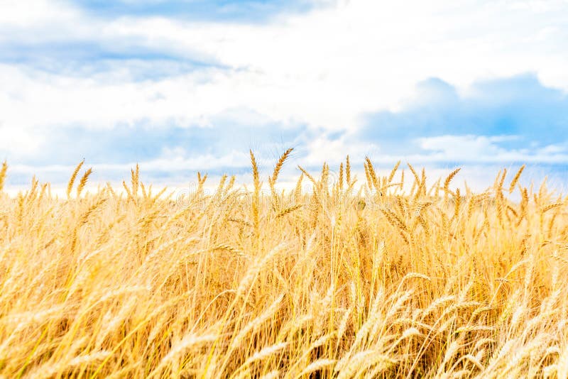 Golden Wheat Beards on Blue Sky Stock Image - Image of cultivated ...