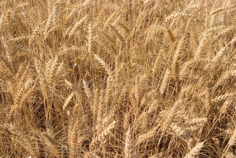 Ripe wheat stock image. Image of food, farmland, landscape - 116471