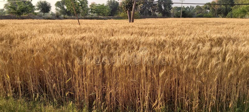 Golden wheat crop wallpaer stock image. Image of village - 215593599