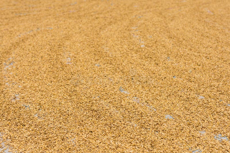 Golden wheat drying. stock photo. Image of spread, golden - 98111056