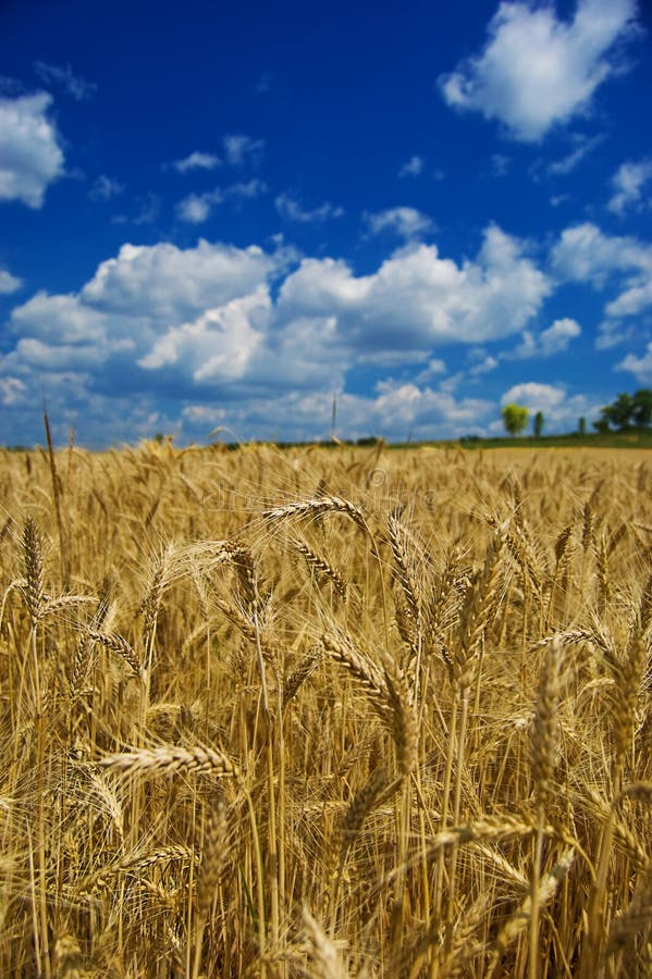 Golden wheat in farm field stock photo. Image of bread - 10036466