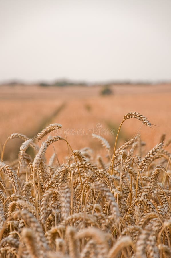 Indian Wheat Field, Indian Agriculture Stock Image - Image of kheti ...