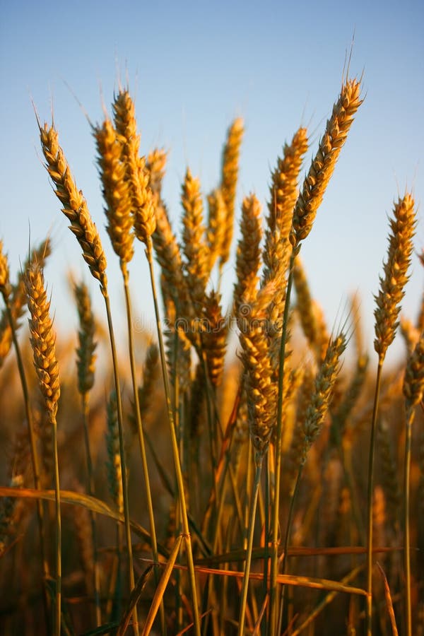 Wheat field stock image. Image of season, farmland, rural - 1983713