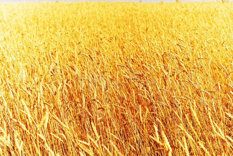 Golden wheat field stock image. Image of grain, wheat - 76821025