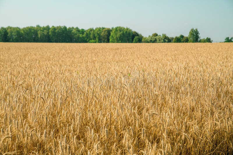 Golden Wheat Field in August Stock Photo - Image of season, sprout ...