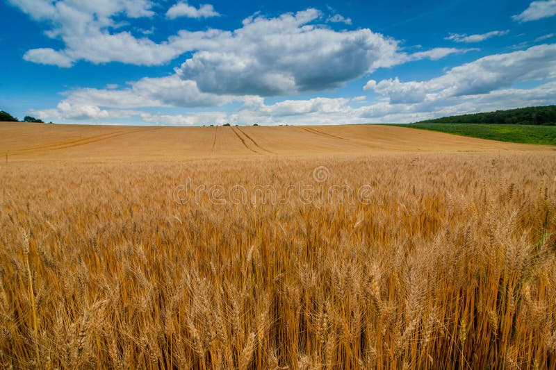 Wheat Field with Blue Sky, Rural Landscape Stock Photo - Image of ...