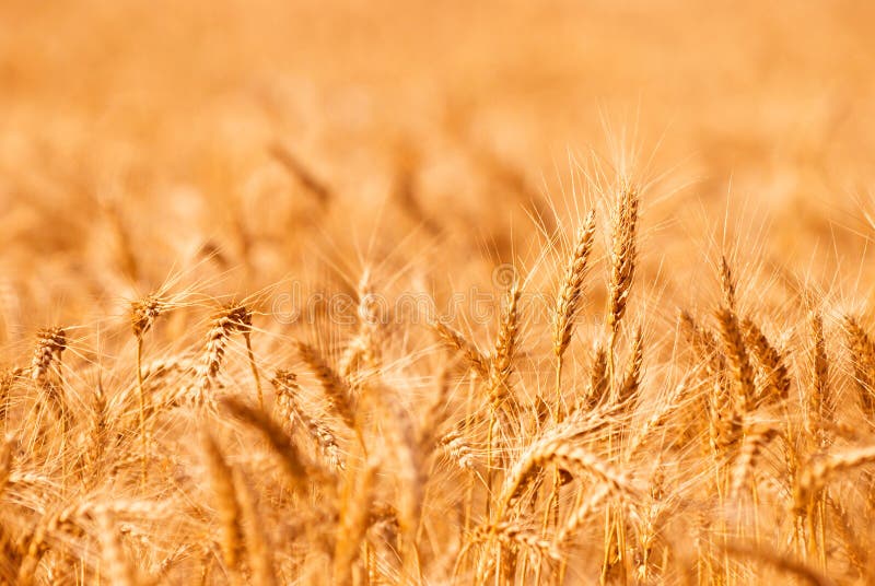 Wheat Field. Ears of Golden Wheat Close Up. Beautiful Nature Sunset ...