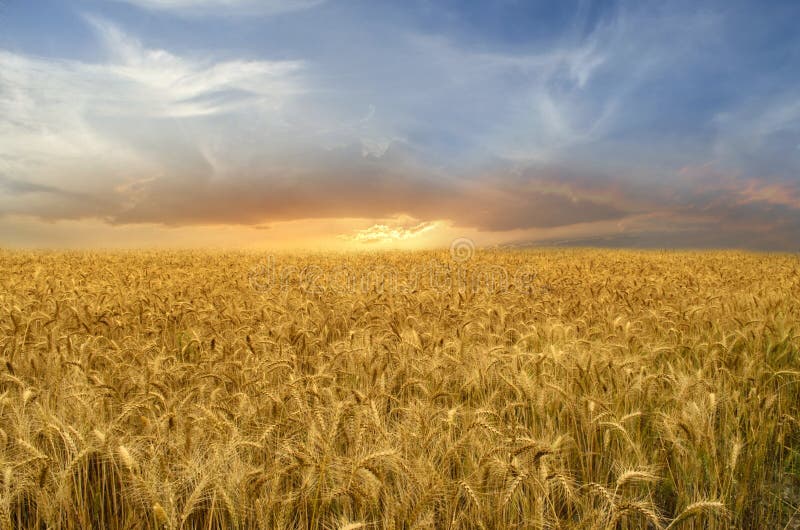 Golden Wheat Field stock photo. Image of grains, light - 40944570